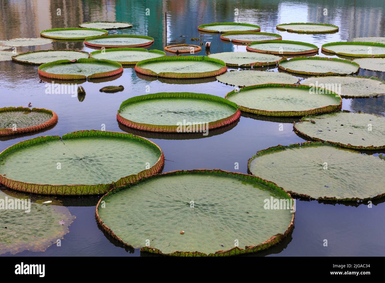 Victoria amazonica in the pond with giant green leaves cover the pond ...