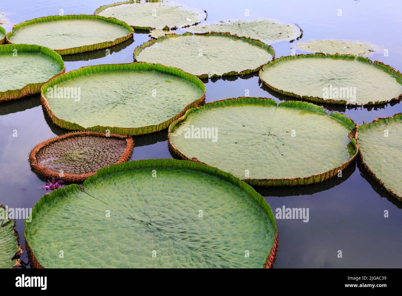 Victoria amazonica in the pond with giant green leaves cover the pond ...
