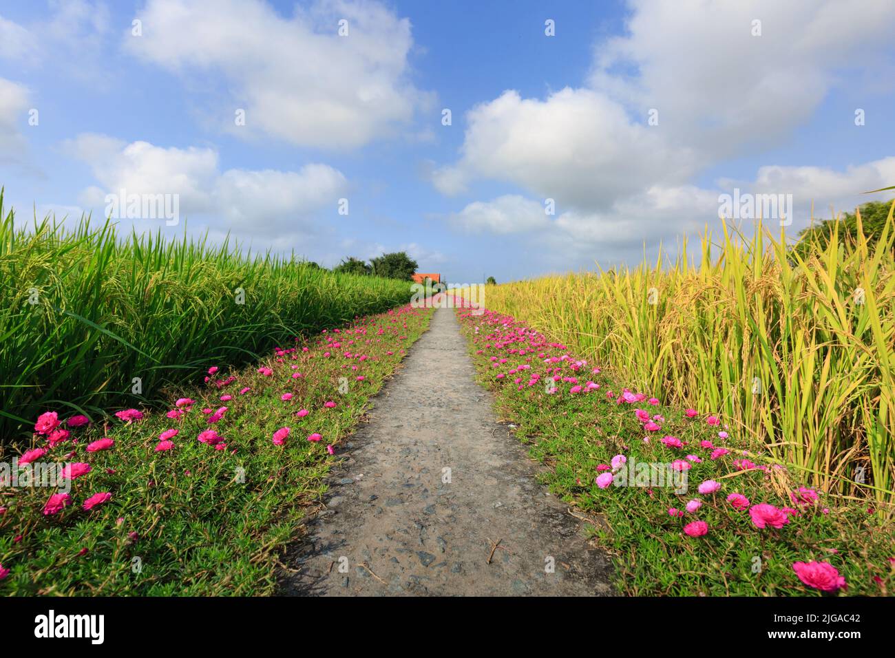 small trail goes through ripe paddy fields ready to harvesting, a ...