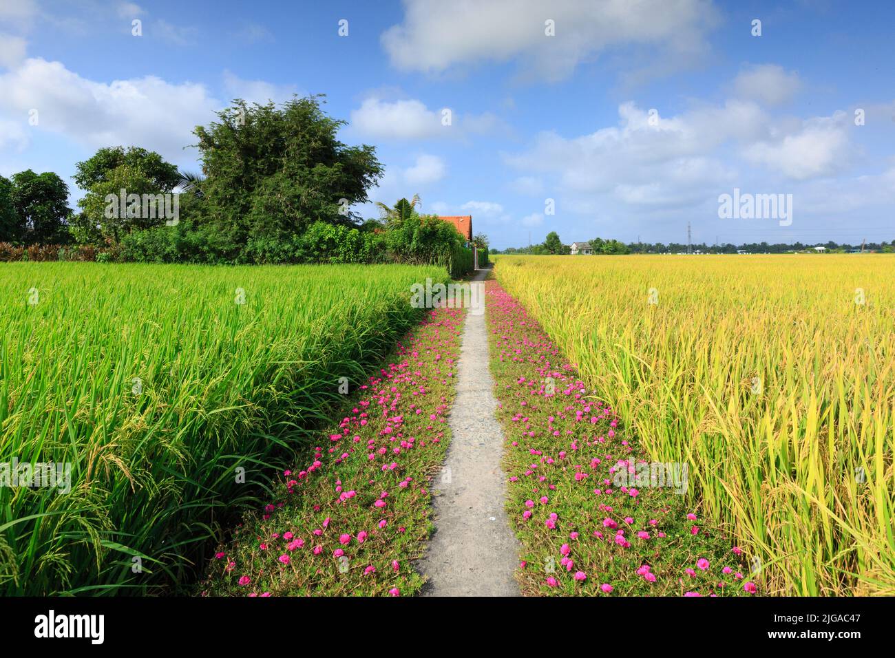 small trail goes through ripe paddy fields ready to harvesting, a ...