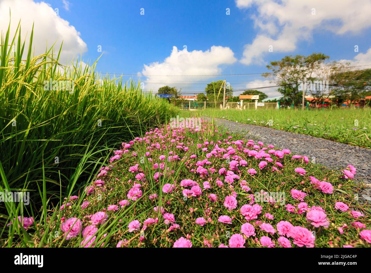 small trail goes through ripe paddy fields ready to harvesting, a ...