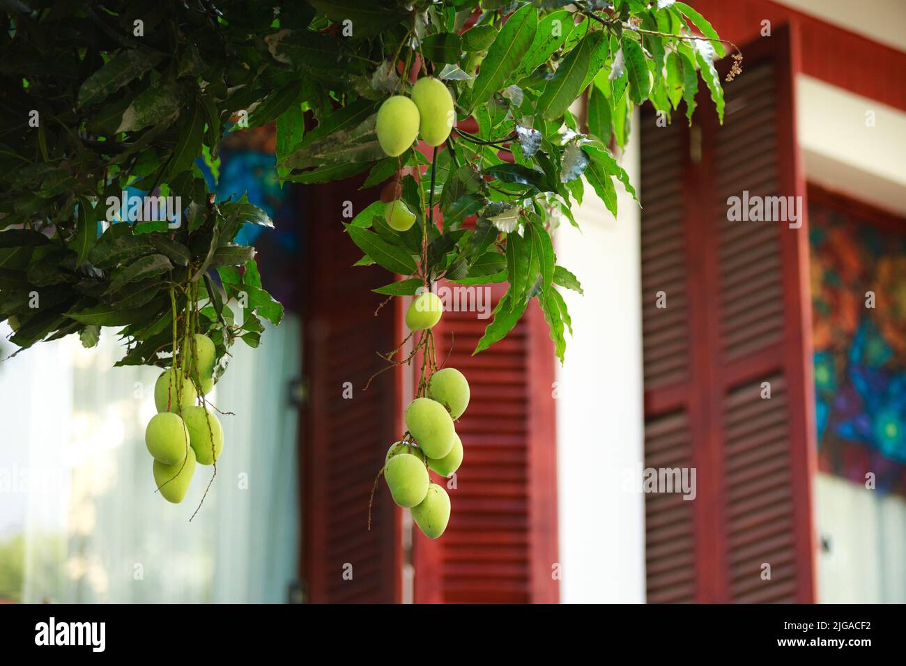 Green mango fruit is growing on a tree Stock Photo - Alamy
