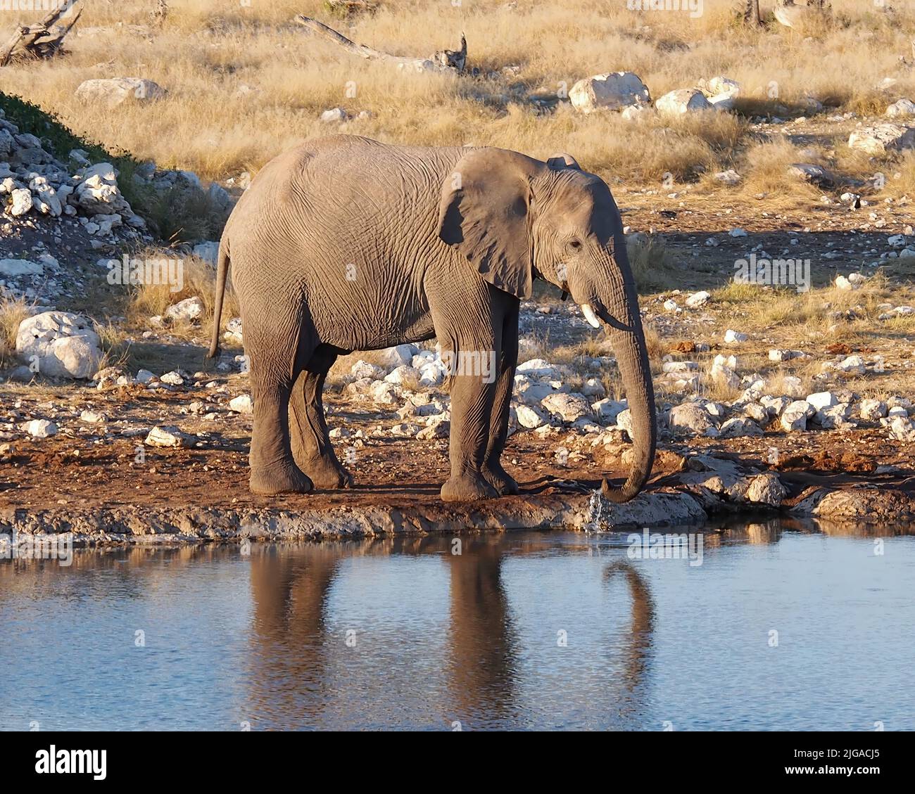 An adorable baby elephant drinking water from the calm pond Stock Photo ...