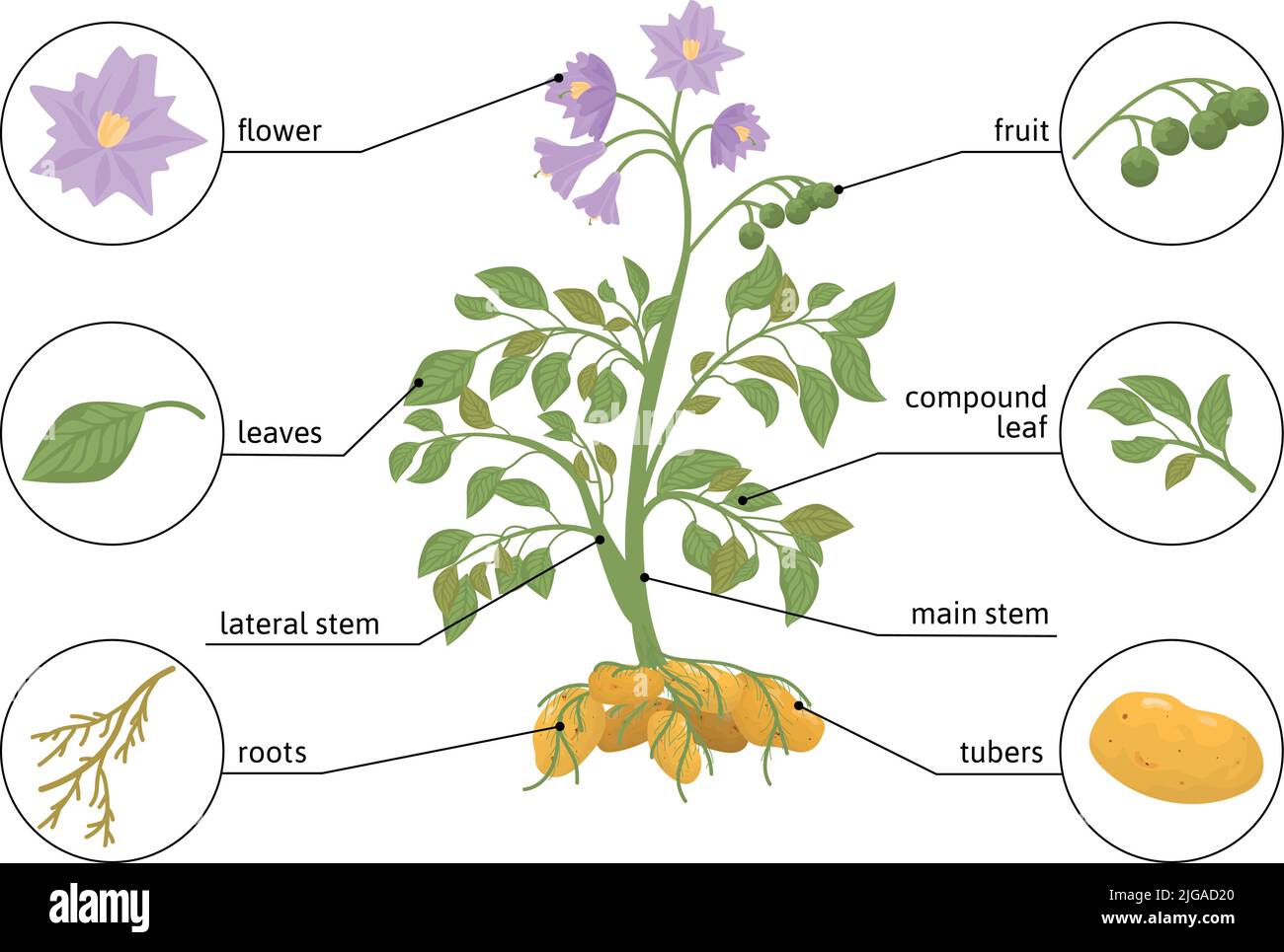 Potato flat infographics with view of full plant with text captions and ...