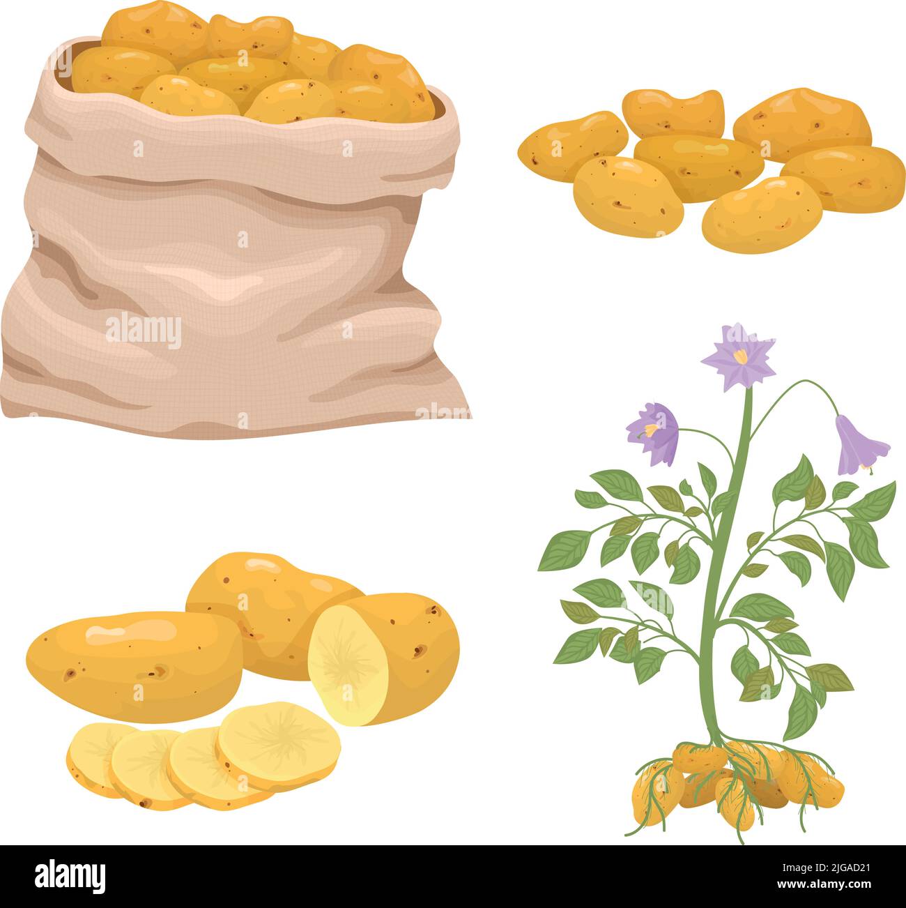 Potato flat set with isolated icons of ripe potatoes sliced packed into ...