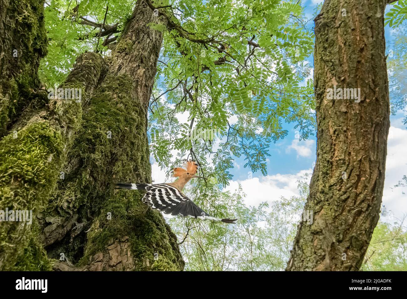 Flying in the forest, Eurasian hoopoe with blue sky on background ...