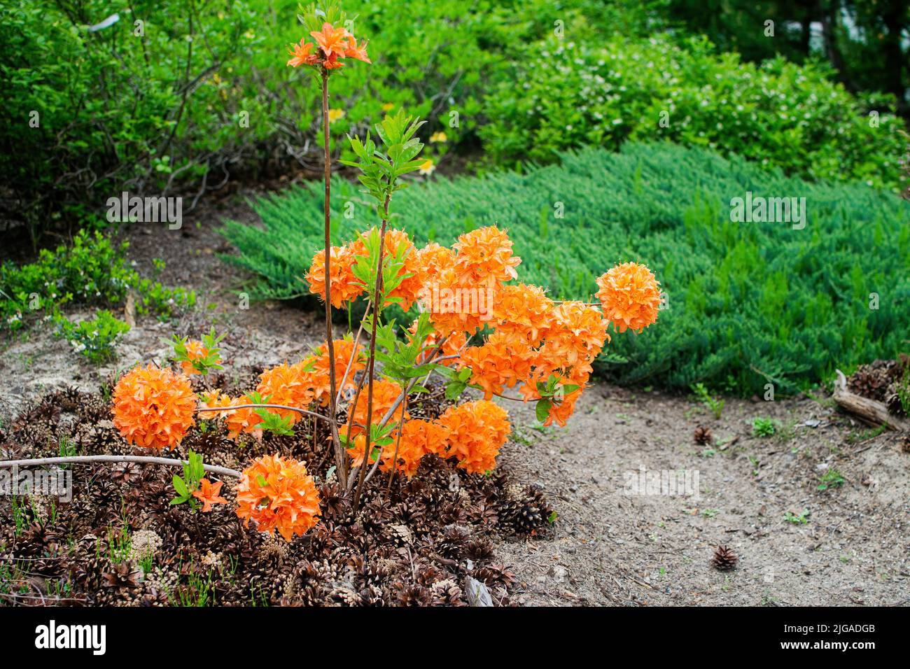 Orange rhododendron luteum or honeysuckle azalea. Blooming Japanese ...