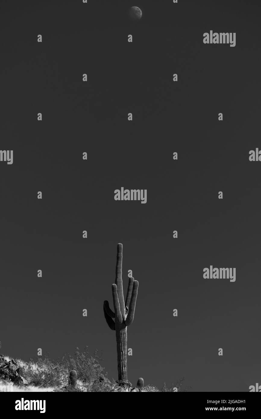 A vertical grayscale of a cactus growing in the desert with the half ...