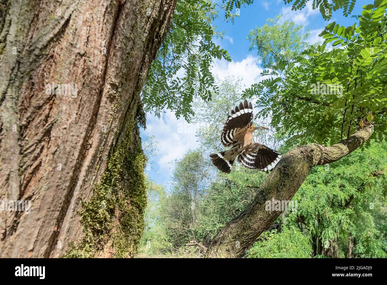 Flying in the forest, Eurasian hoopoe with blue sky on background ...