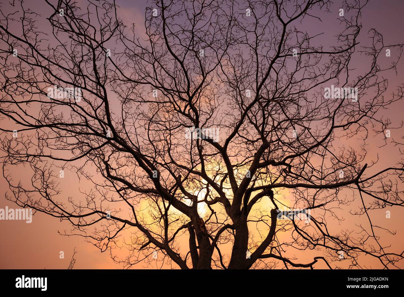 Dry tree in the sunset Stock Photo - Alamy