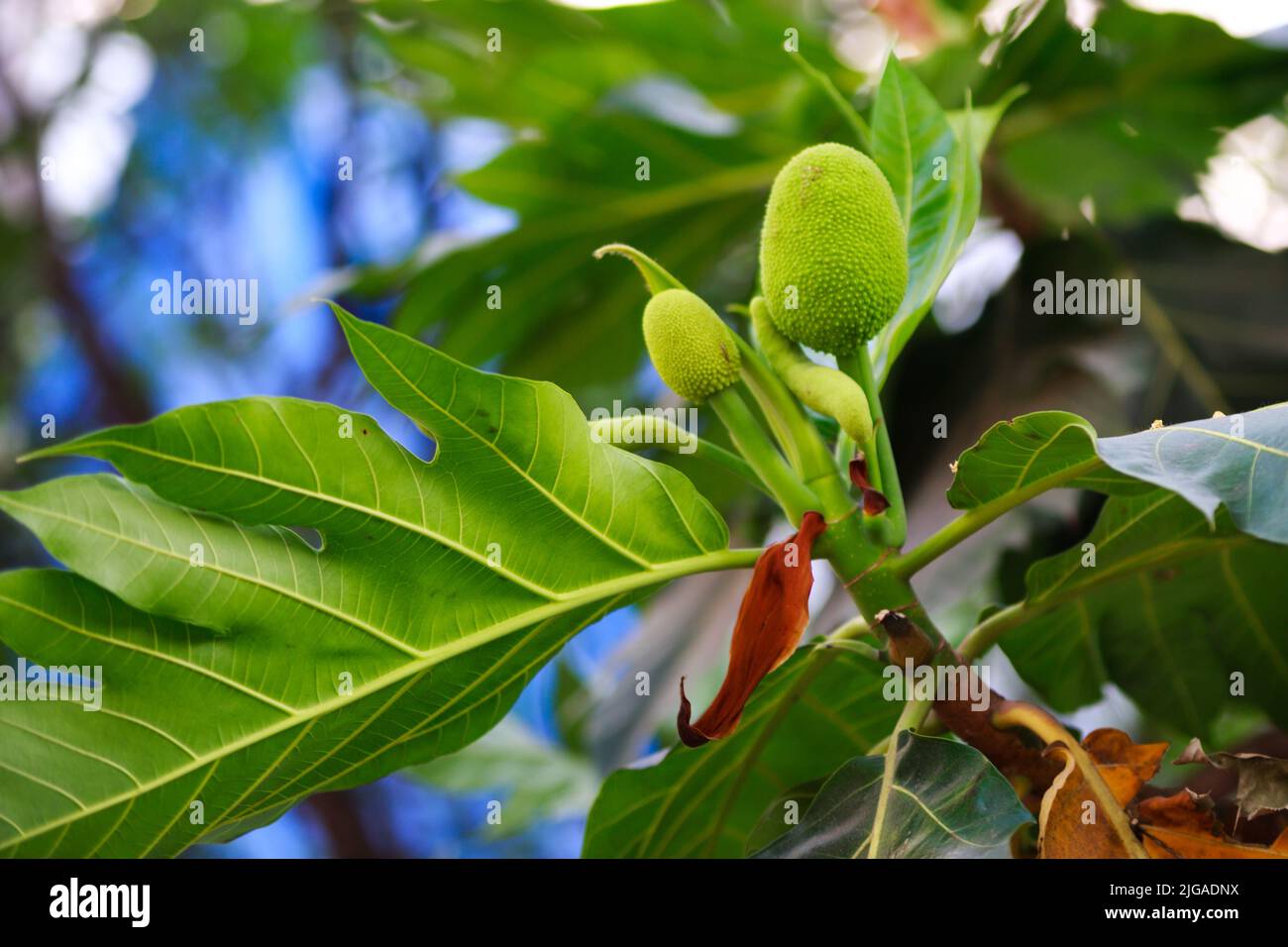 Sake is a native fruit tree. Sake, a famous plant from Japan At full ...