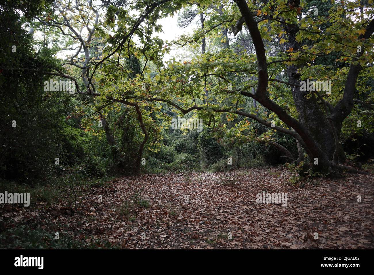 A forest with oak trees and green bushes Stock Photo - Alamy