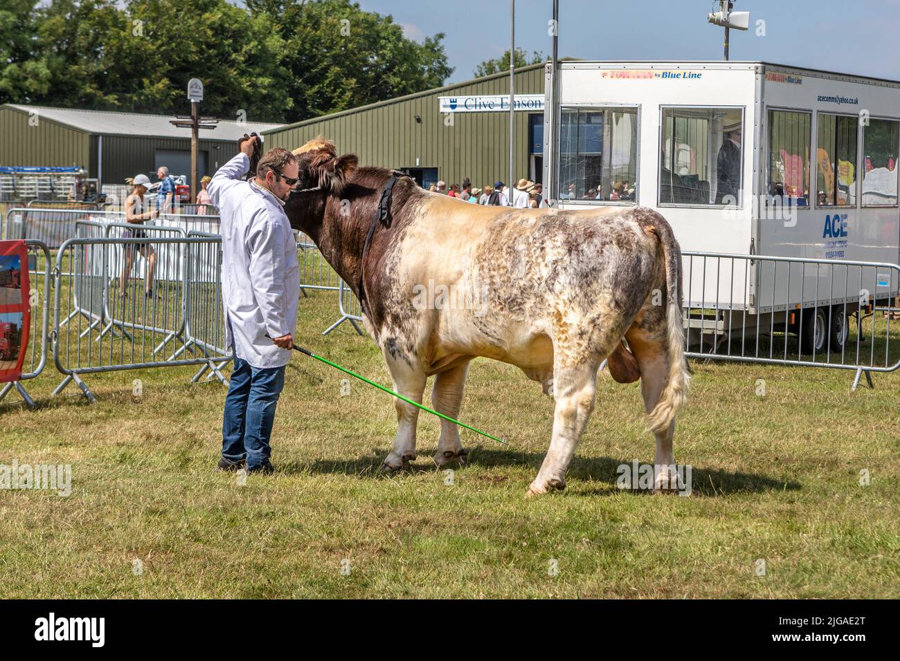 A bull in the showring at the Kent County show Stock Photo - Alamy