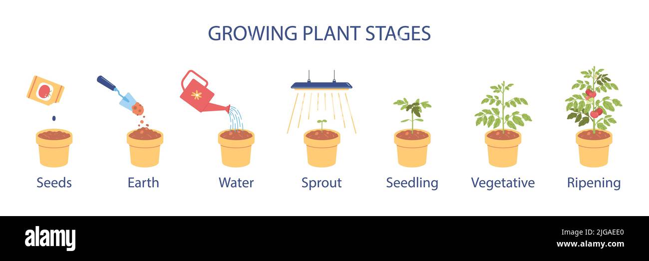 Vegetative stage Stock Vector Images - Alamy