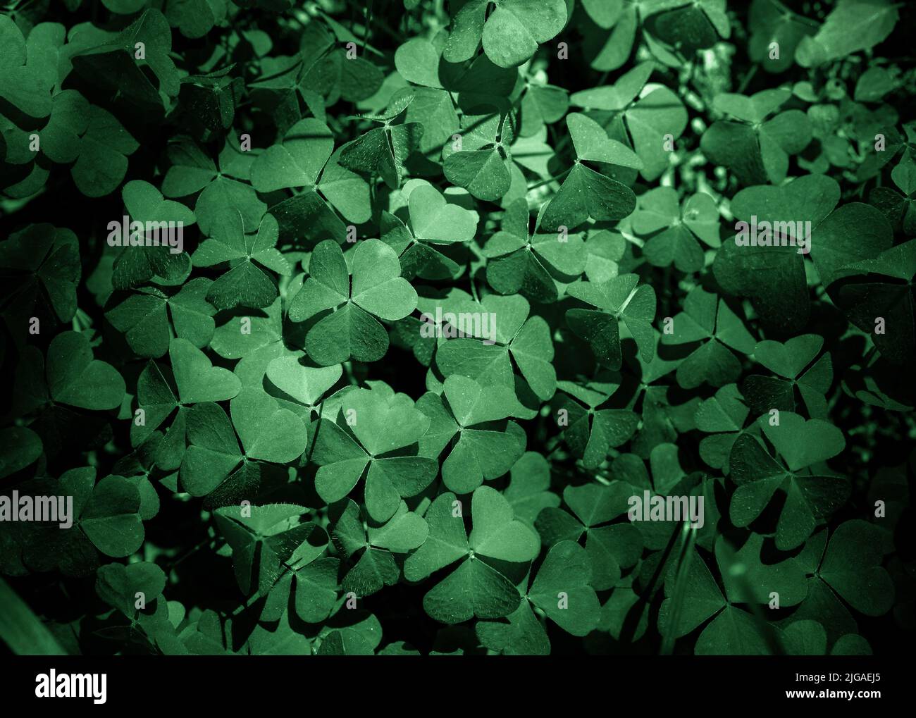 Natural cosmetics background. Shamrock Clover Natural dark Background ...