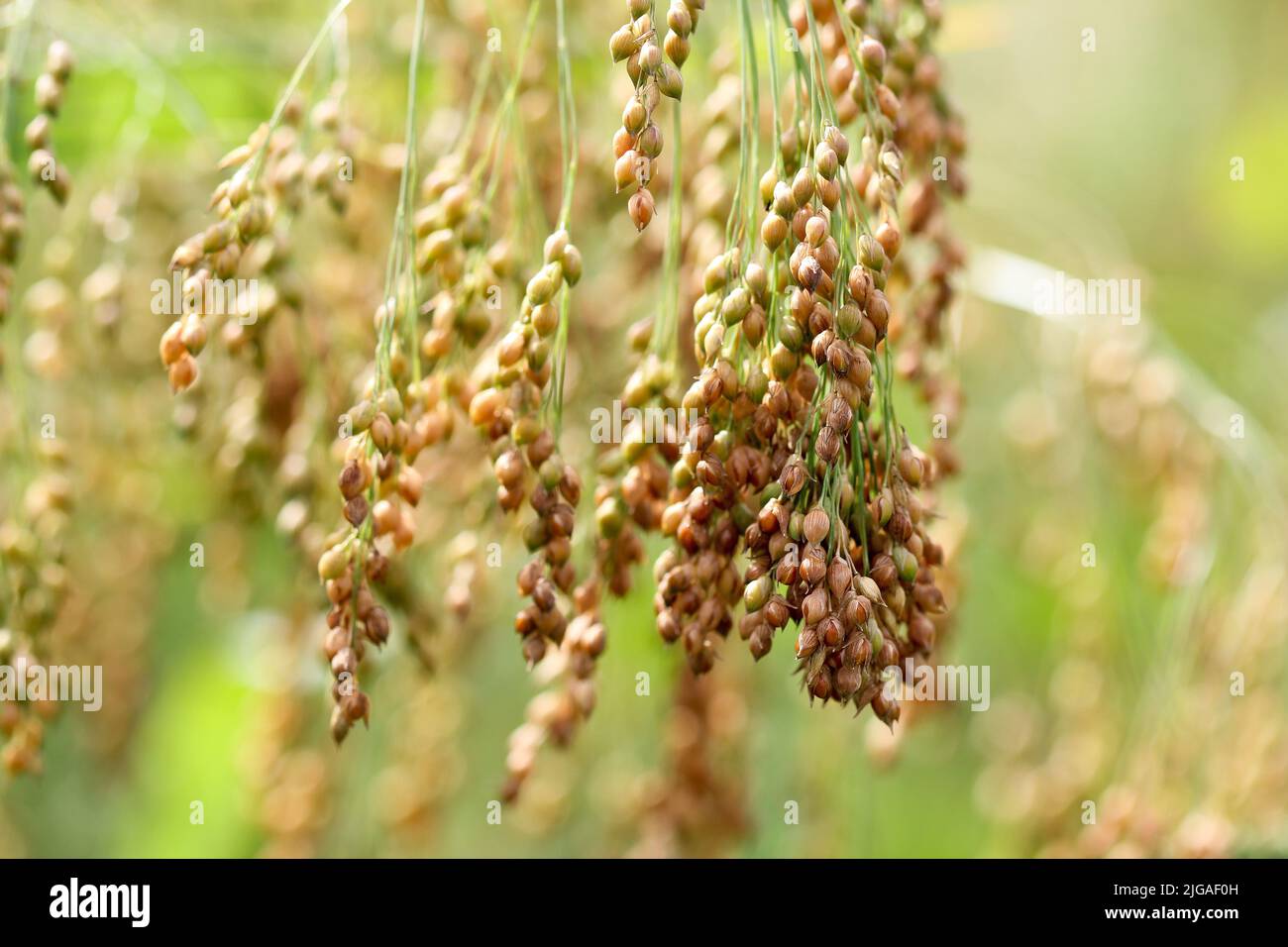 Pearl millet field hi-res stock photography and images - Alamy