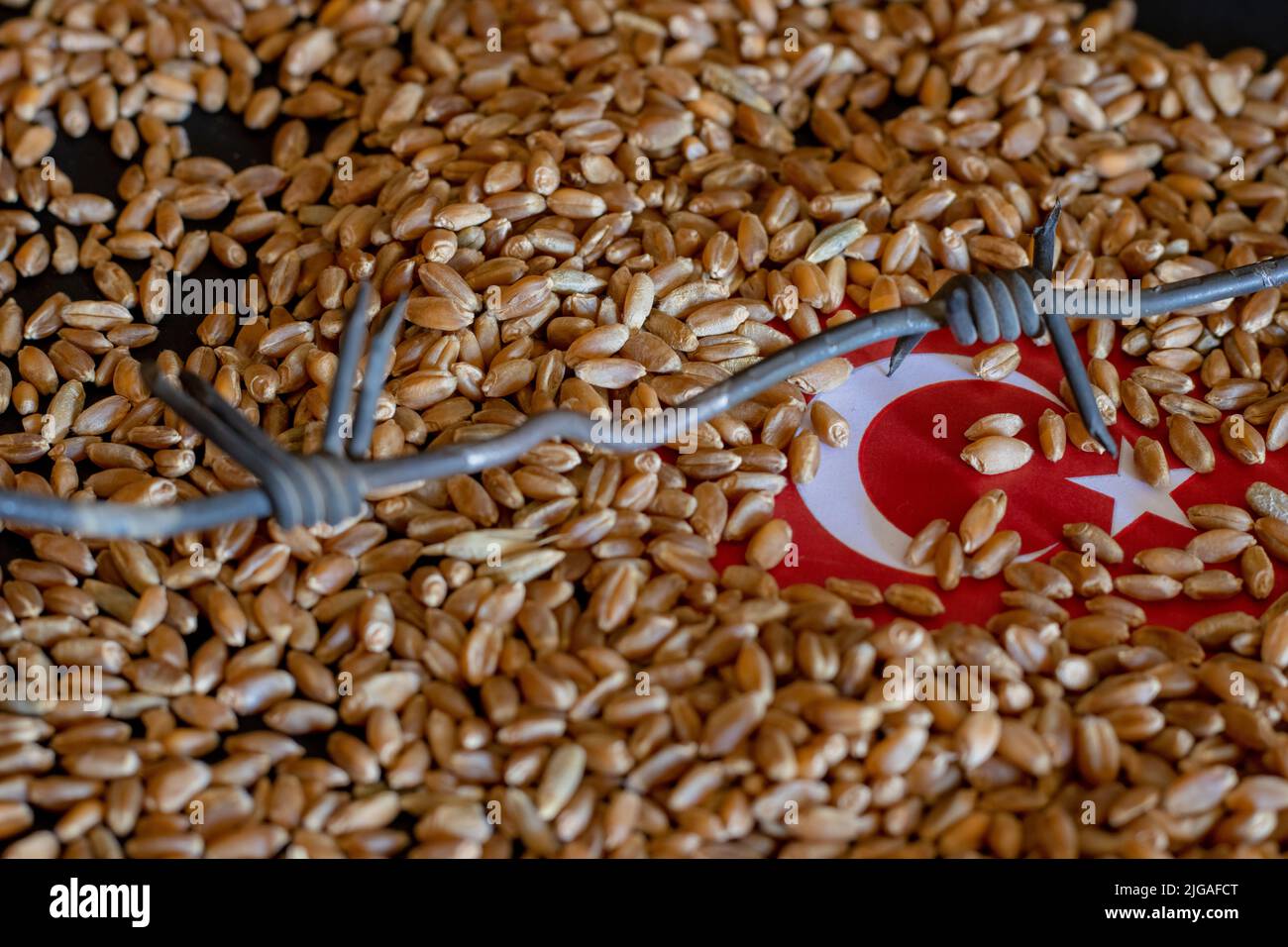 Flag of turkey on Wheat grain. Concept of growing Wheat in turkey ...
