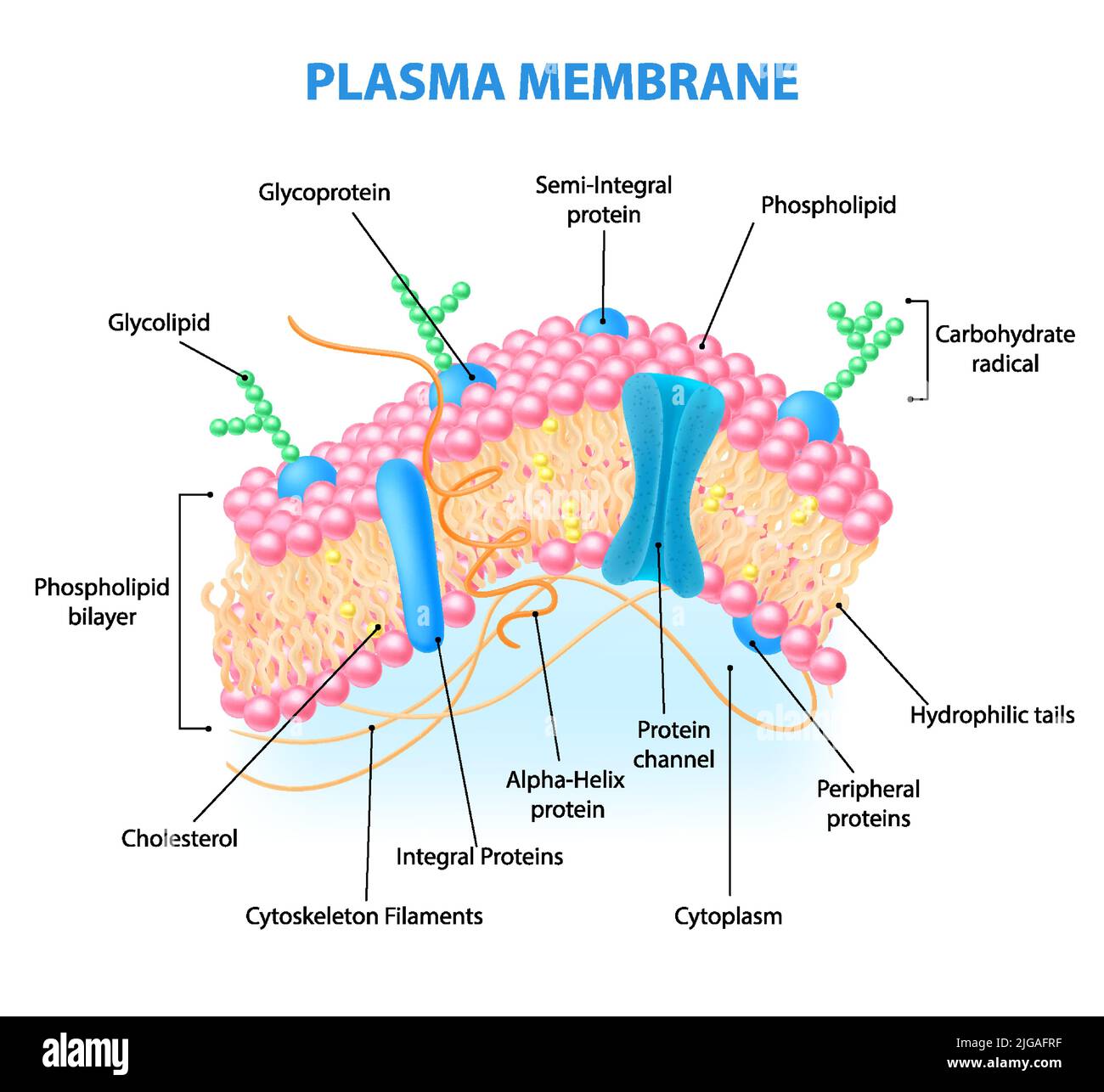 Realistic human cell anatomy infographics with diagram showing plasma ...