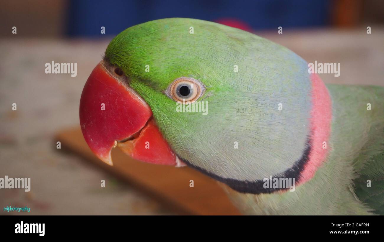 Alexandrineparrot hi-res stock photography and images - Alamy