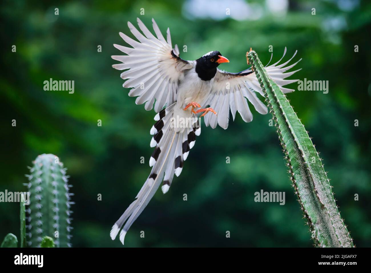 beautiful phoenixes hunt for prey Stock Photo - Alamy