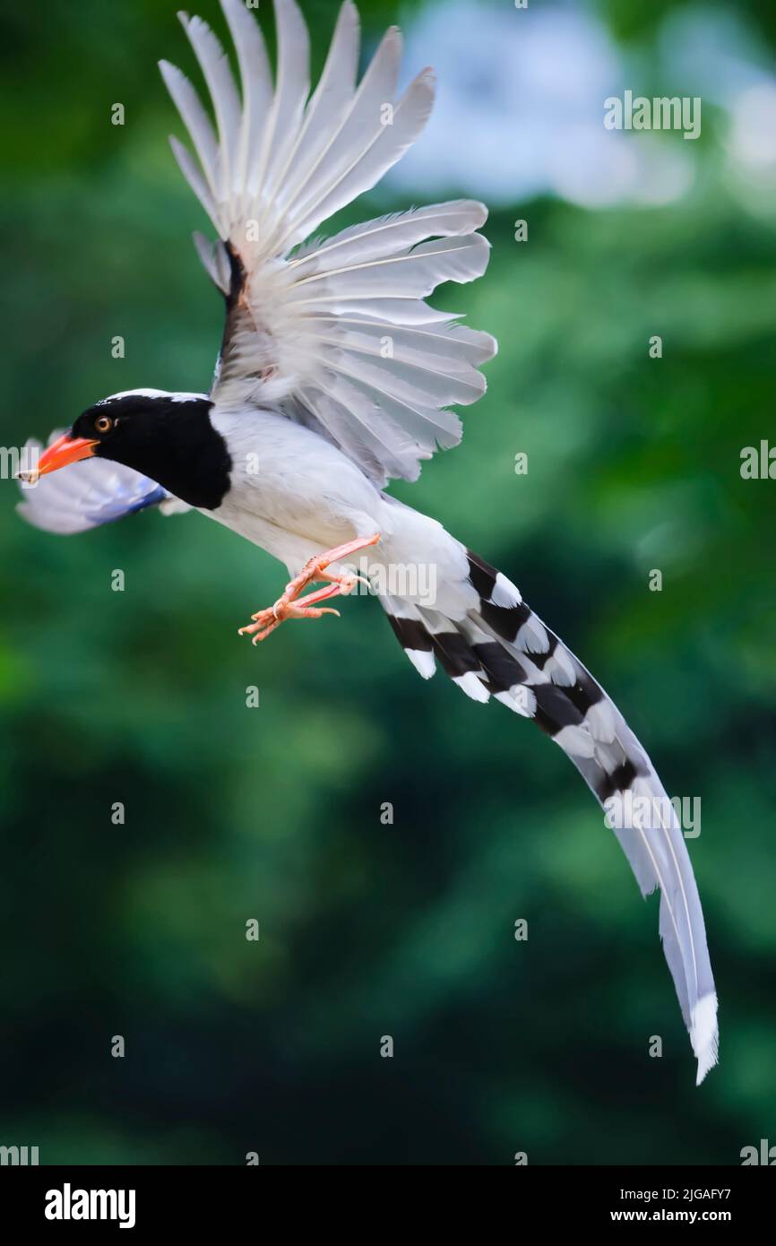 beautiful phoenixes hunt for prey Stock Photo - Alamy