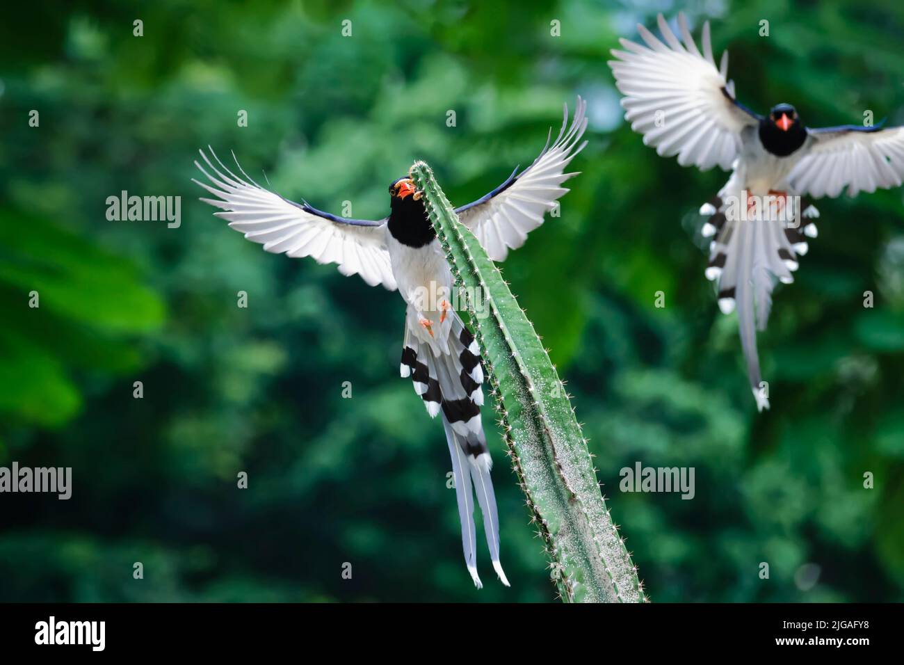 Colorful phoenixes hi-res stock photography and images - Alamy