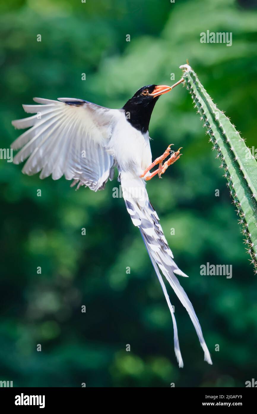 Colorful phoenixes hi-res stock photography and images - Alamy
