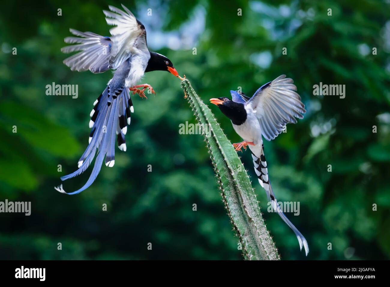 beautiful phoenixes hunt for prey Stock Photo - Alamy