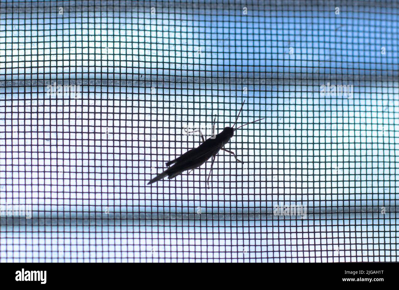 Grasshopper or Ground Hopper stuck on barn window net Stock Photo - Alamy