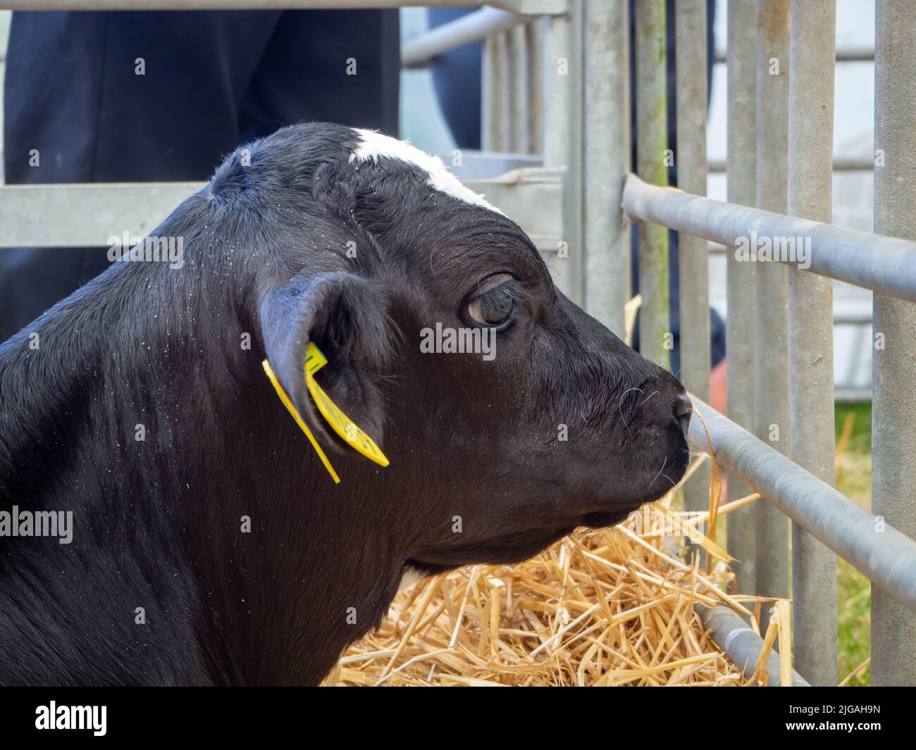 Head shot of a young black calf with white star mark in its pen Stock ...
