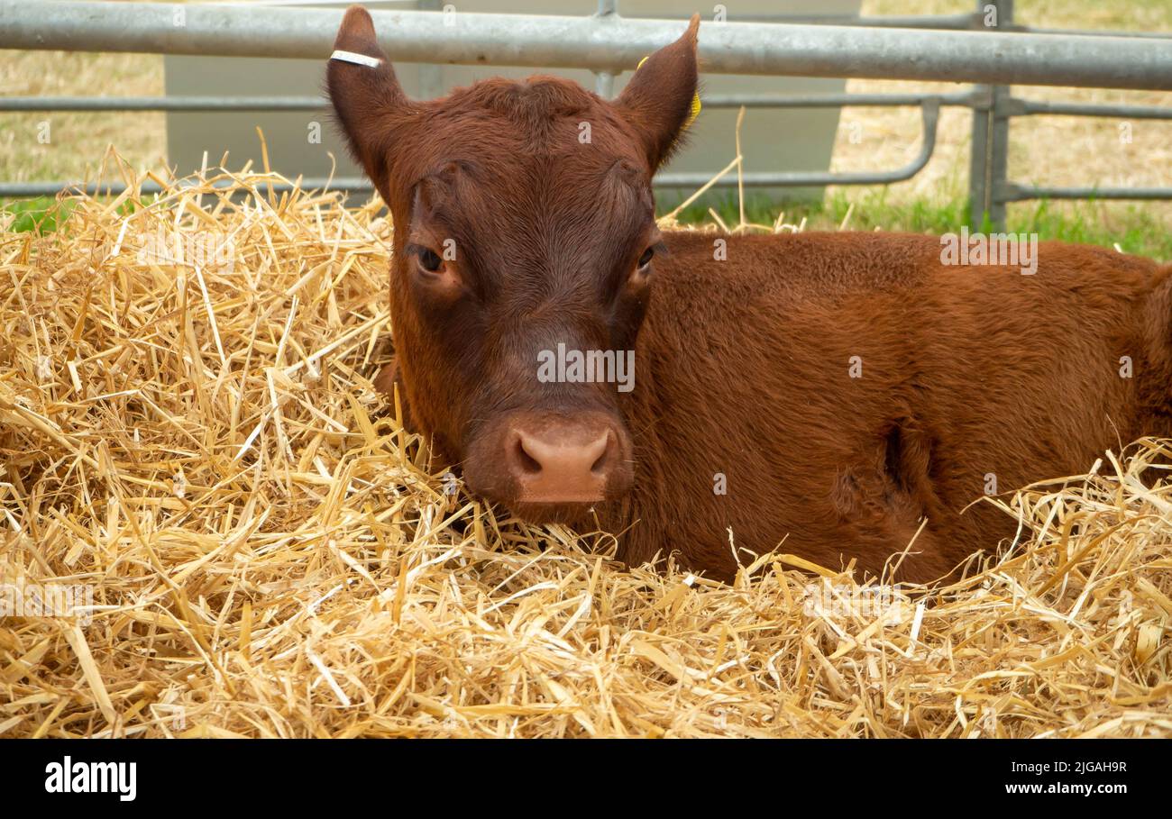 Snuggled animal hi-res stock photography and images - Alamy