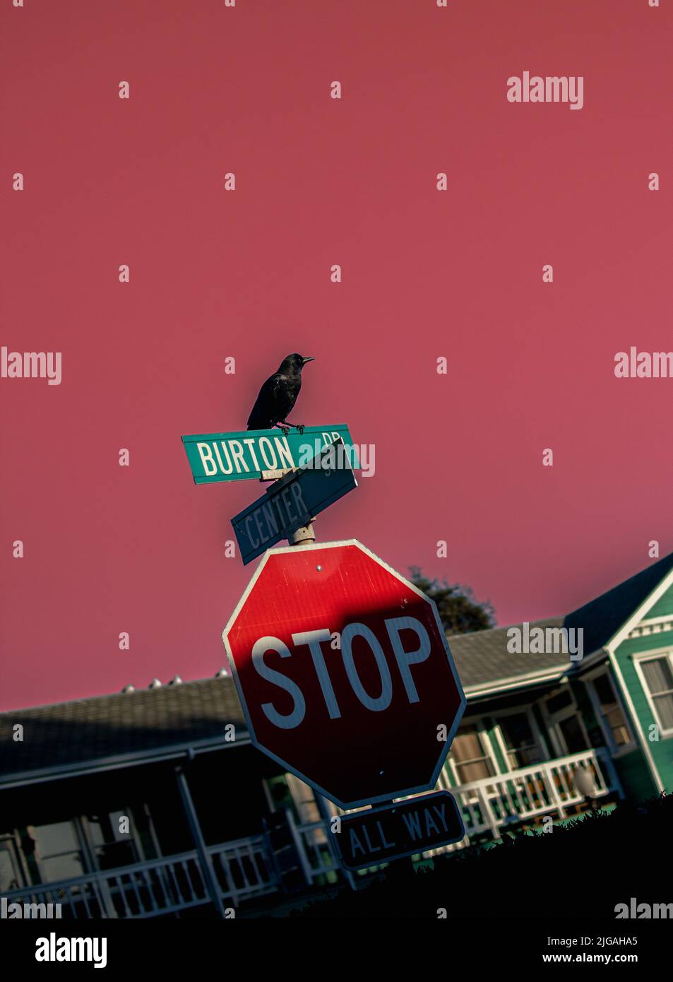 A vertical closeup shot of a crow sitting on a traffic stop sign Stock ...