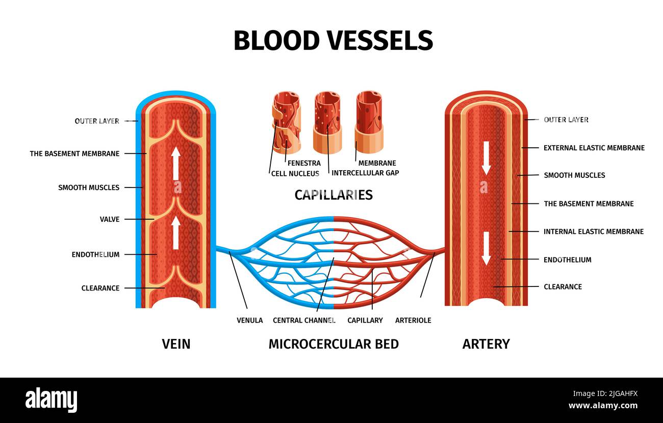 Realistic blood vessels arteries veins infographic with vein ...