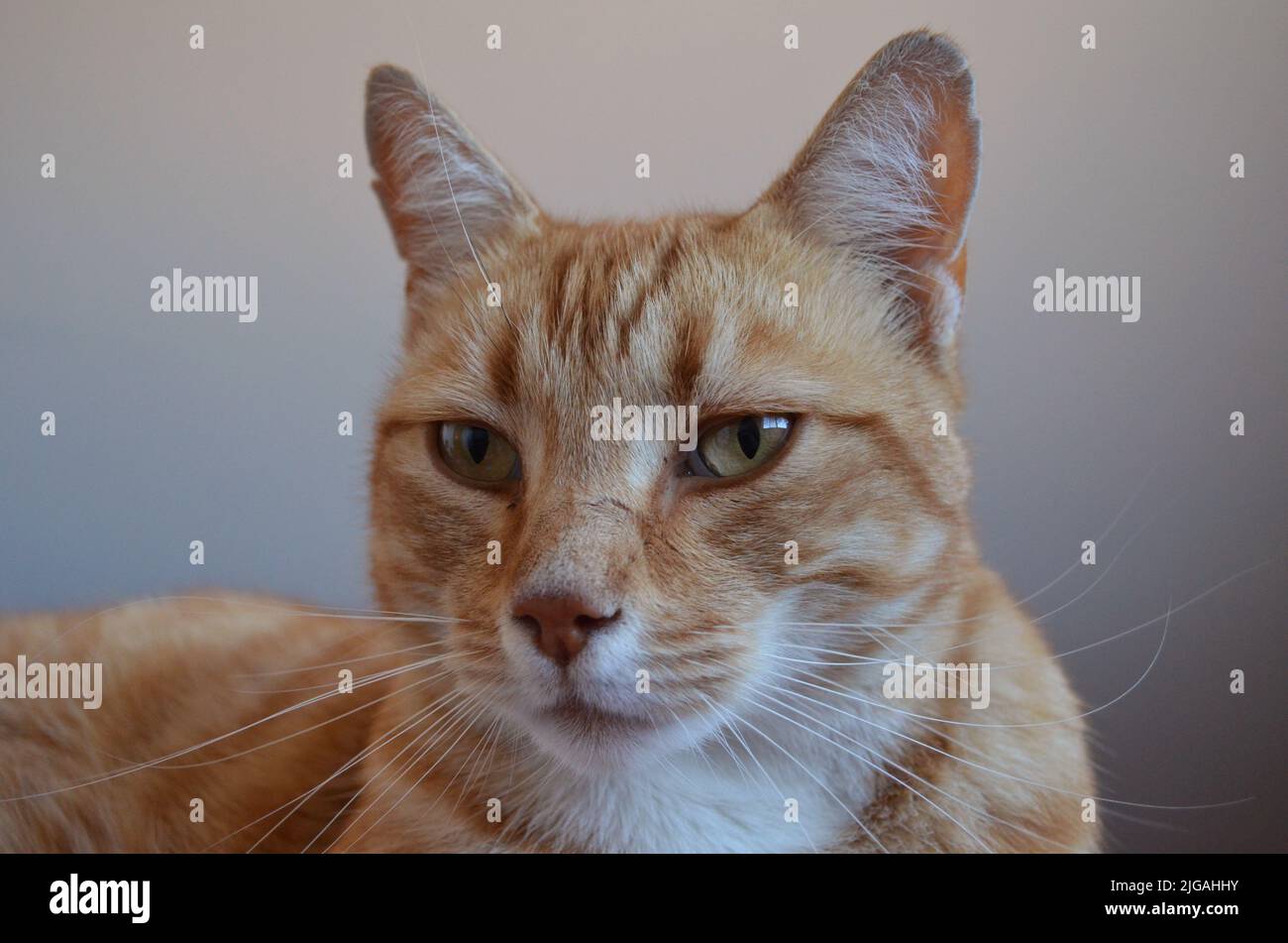 Ginger cat looking forward Stock Photo - Alamy
