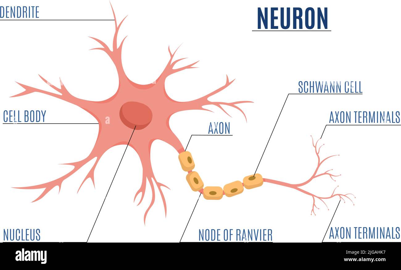 Neuroscience brain neuron infographics with flat image of neural cell ...
