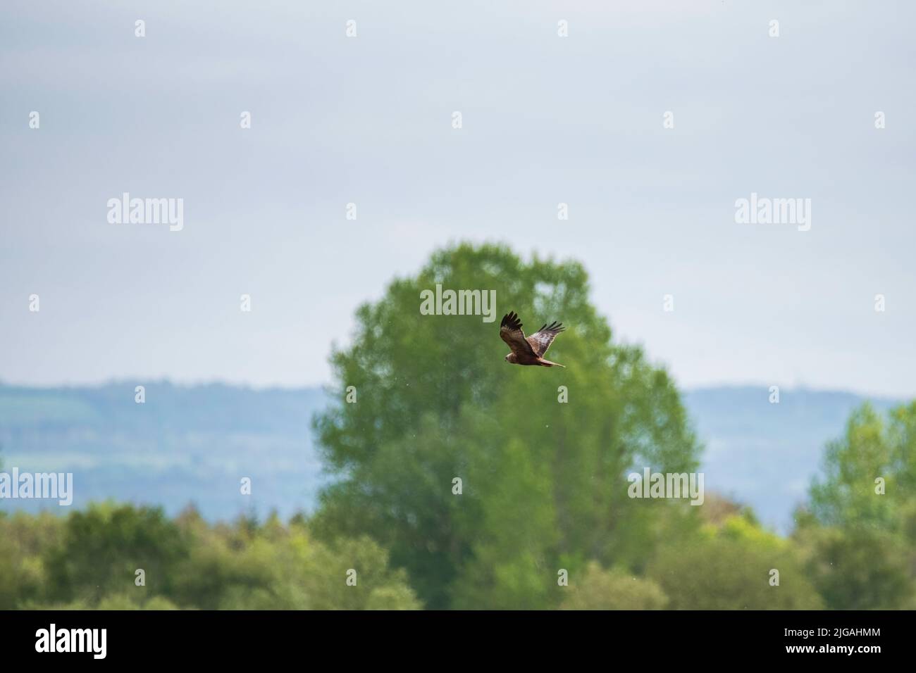 Beautiful image of Marsh Harrier Circus Aeruginosus raptor in flight ...