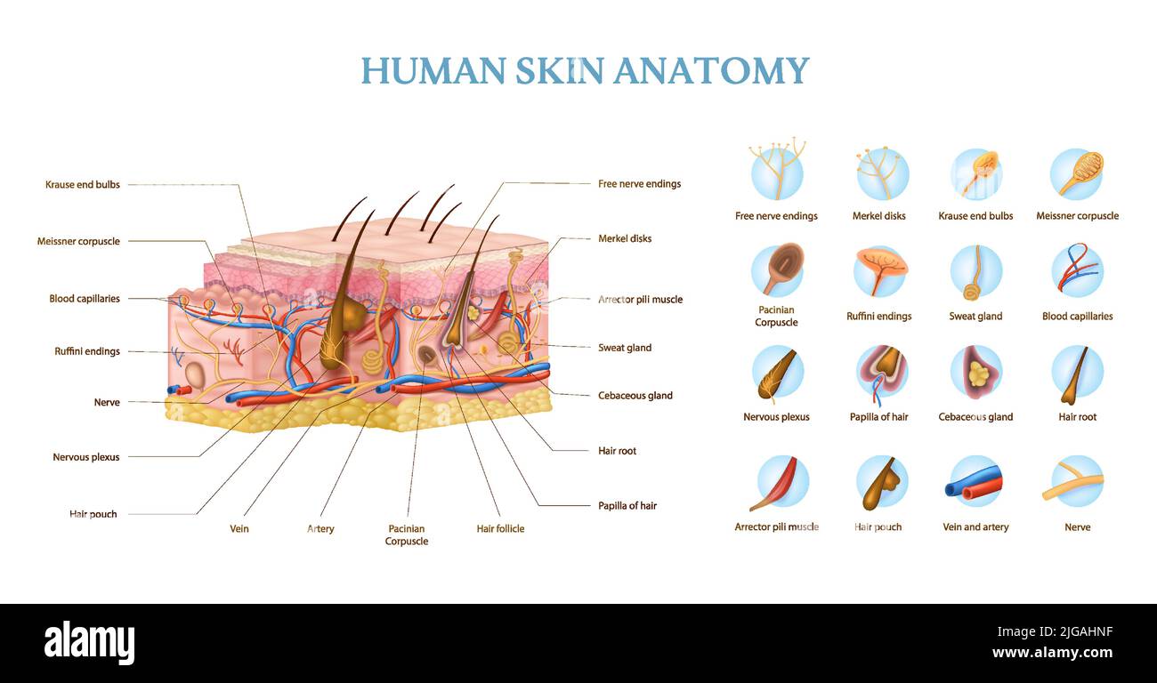 Human skin anatomy infographics with cross section of layers and text ...