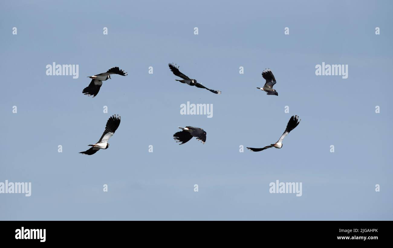 Composite compilation image of Lapwing Vanquis Vanellus bird in flight ...