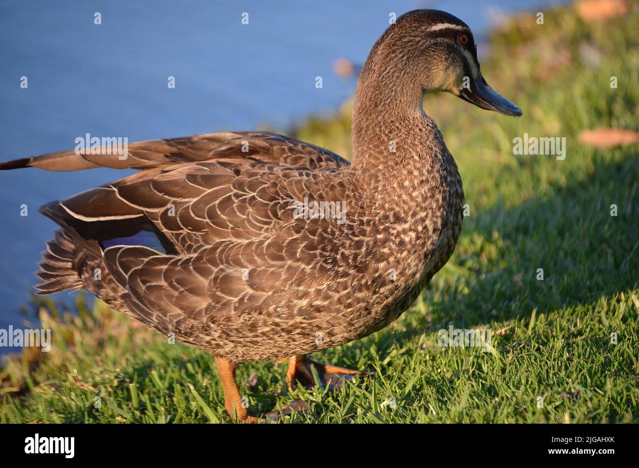Pacific Black Duck (Anas superciliosa) female side view Stock Photo - Alamy