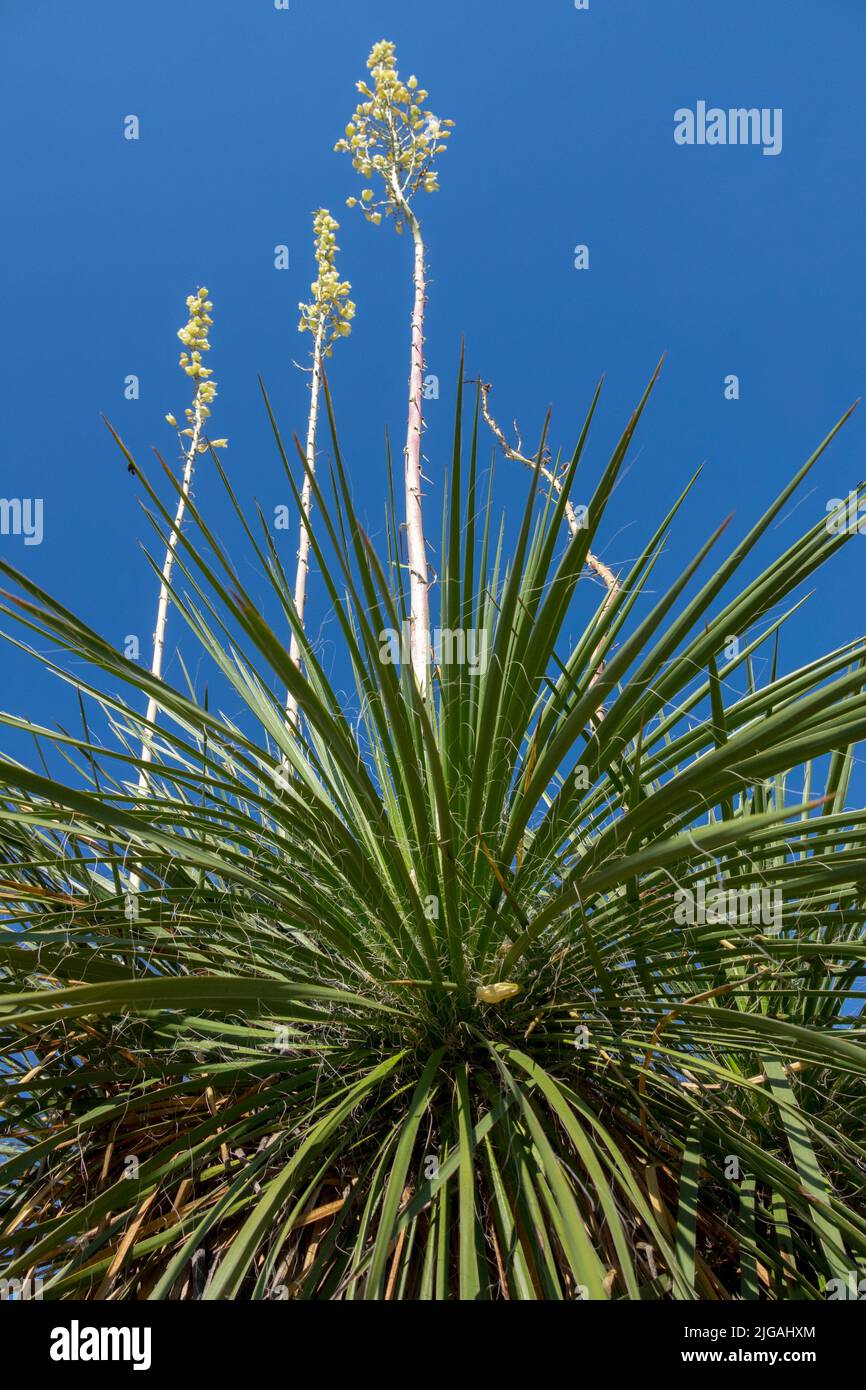 Soaptree Yucca, Succulent, Flower, Yucca elata, Flowering Stock Photo ...
