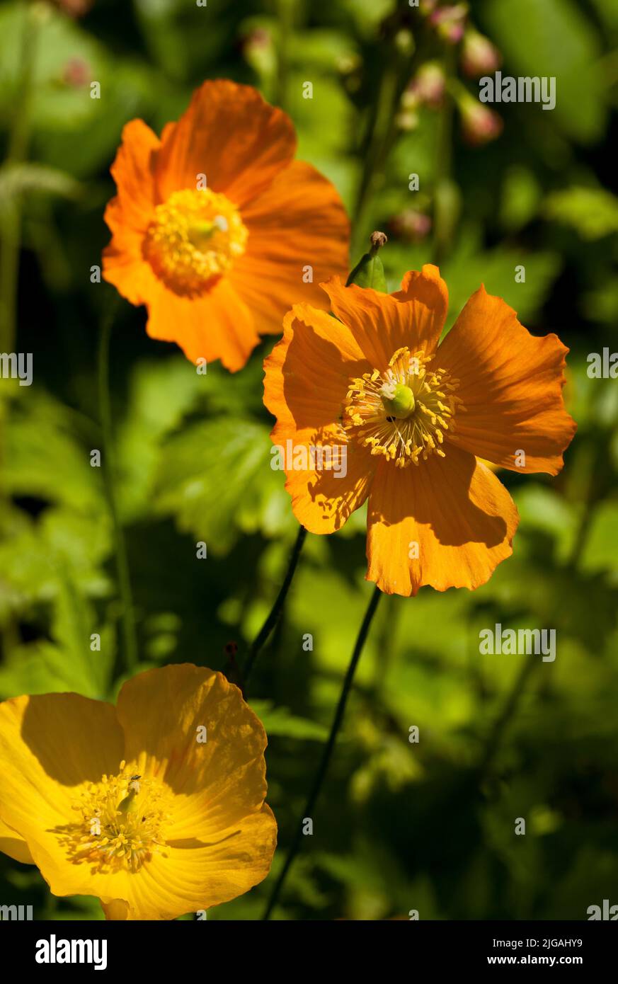 Iceland poppy plants hi-res stock photography and images - Alamy