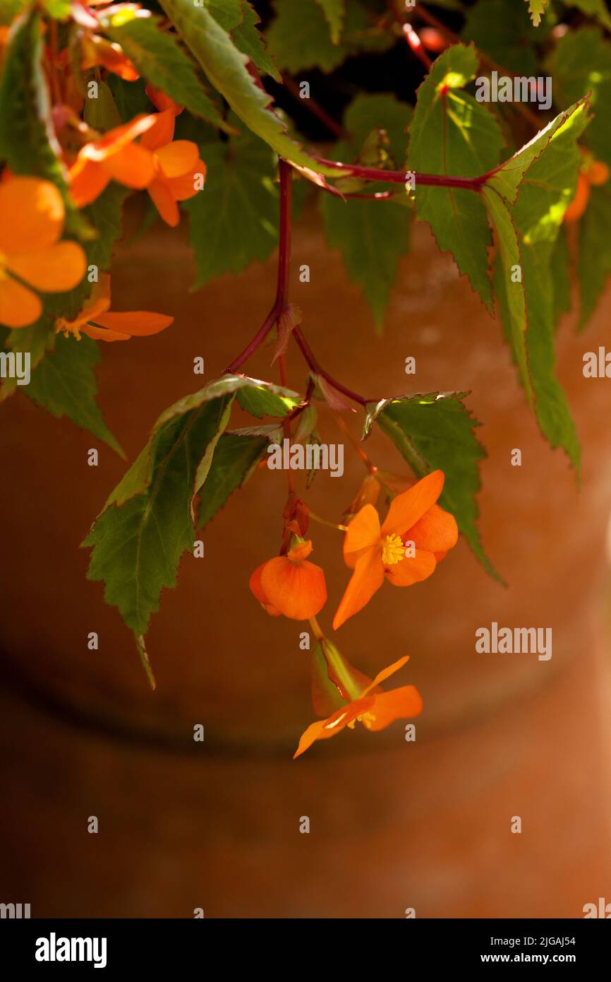 Orange Begonia flower trailing over a terracotta pot Stock Photo - Alamy