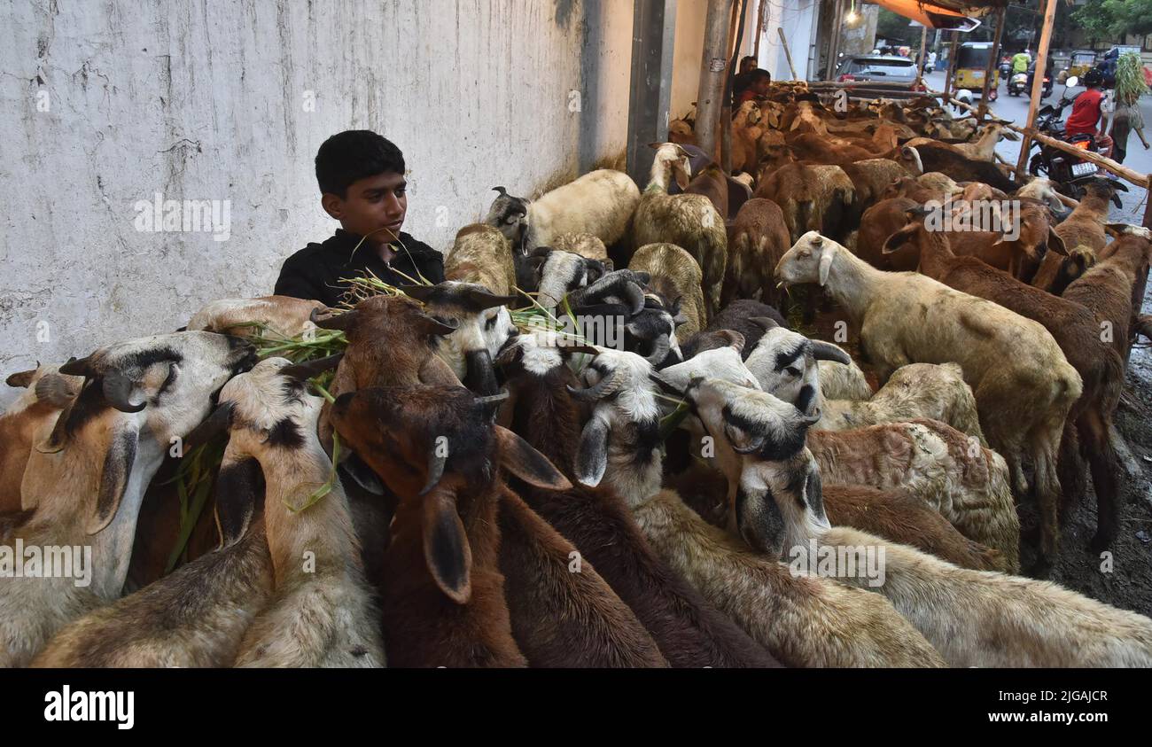Hyderabad. 8th July, 2022. A goat seller waits for customers ahead of ...