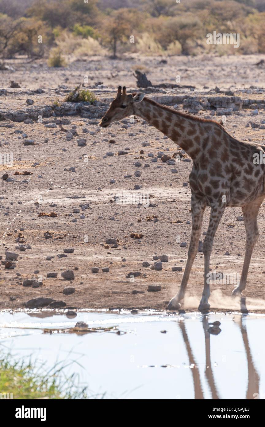 Backlit image of one Angolan Giraffe - Giraffa giraffa angolensis- is ...