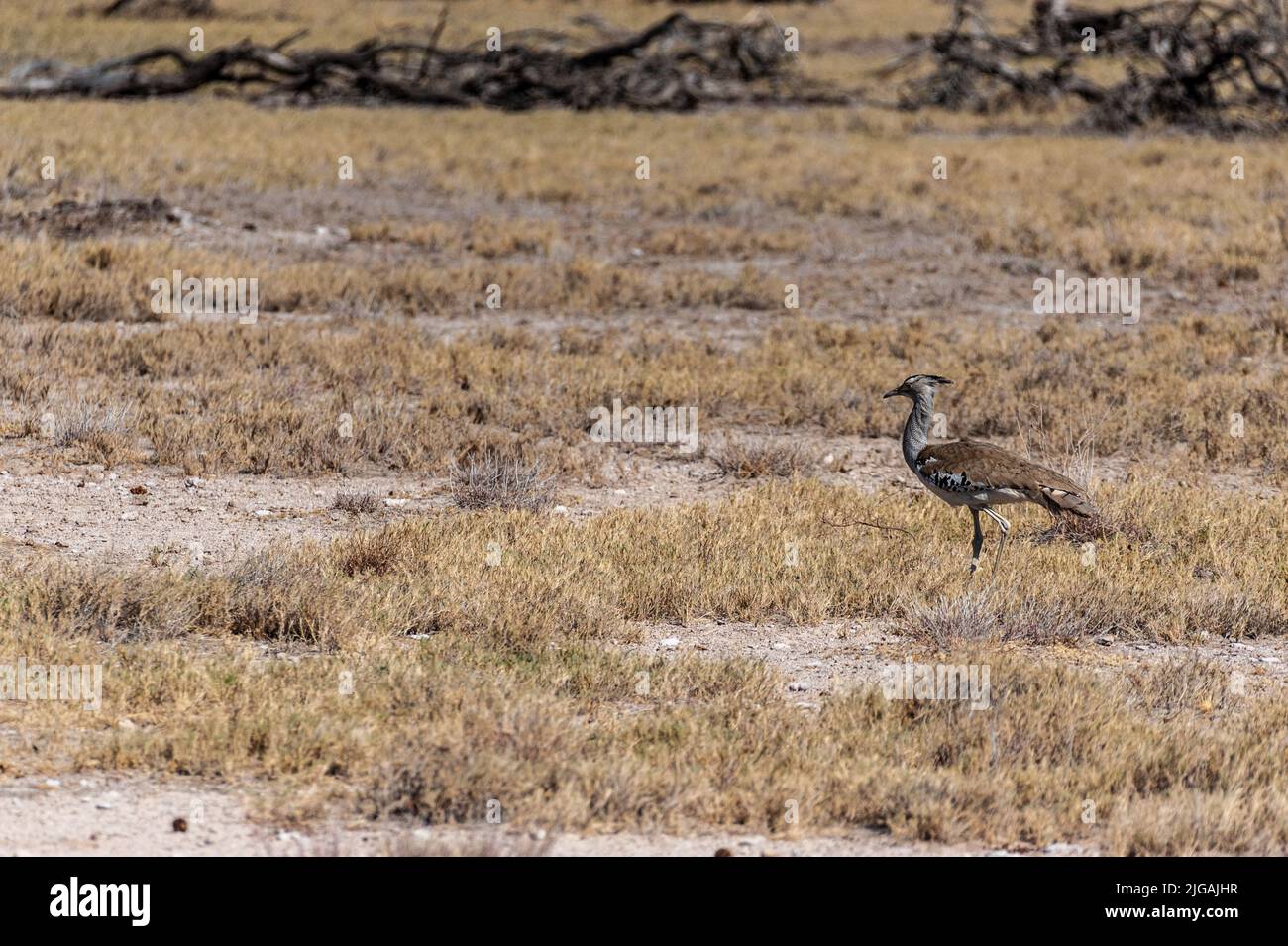 The Kori Bustard -Ardeotis kori- is considered to be the largest flying ...