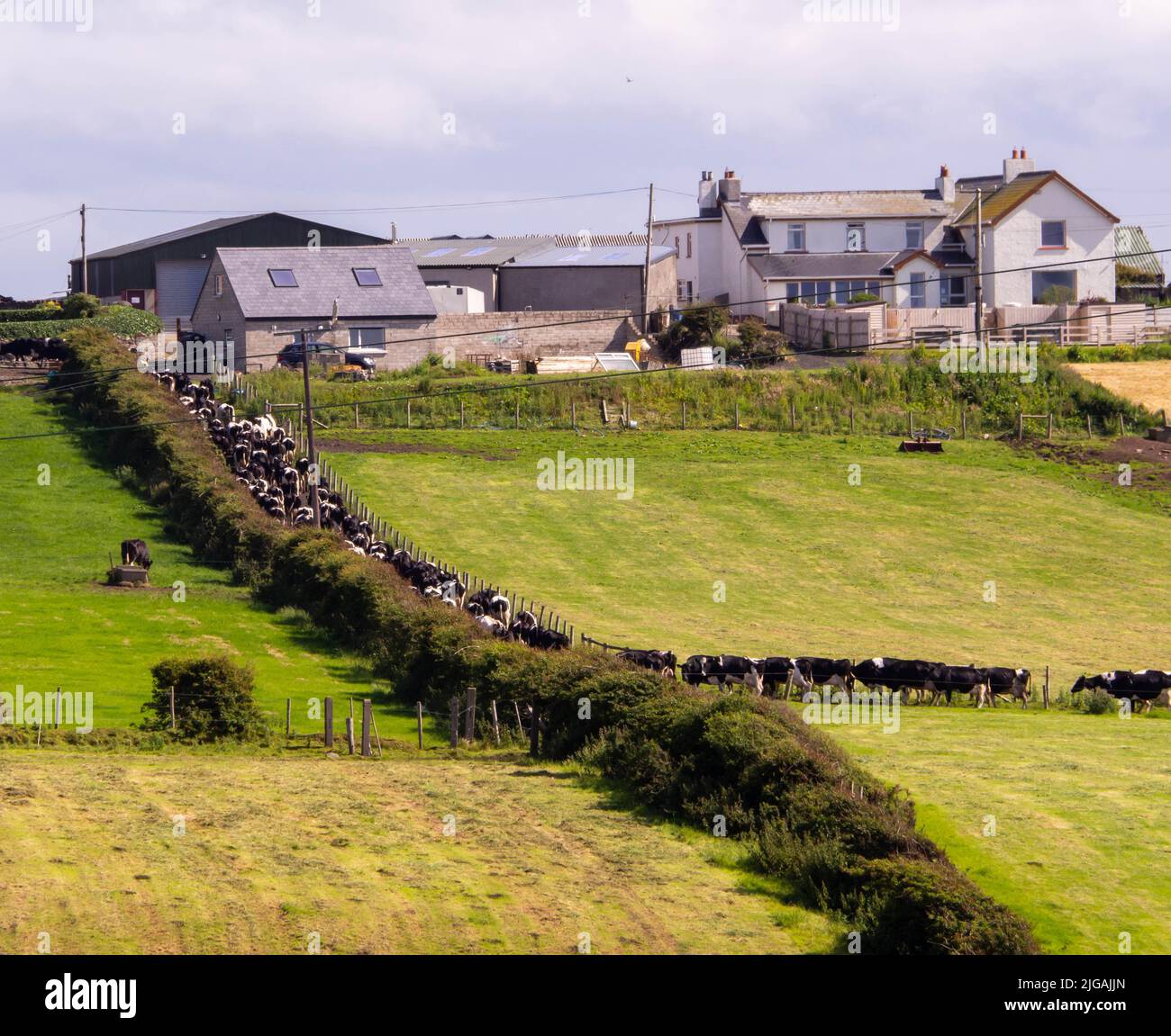 Giants Causeway Farm with the herd of cows heading in for the early ...