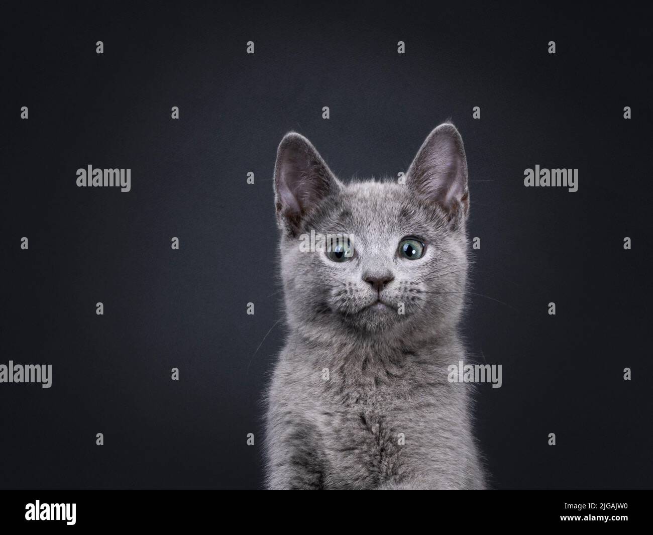 Funny head shot of excellent Russian Blue cat kitten, sitting up facing ...