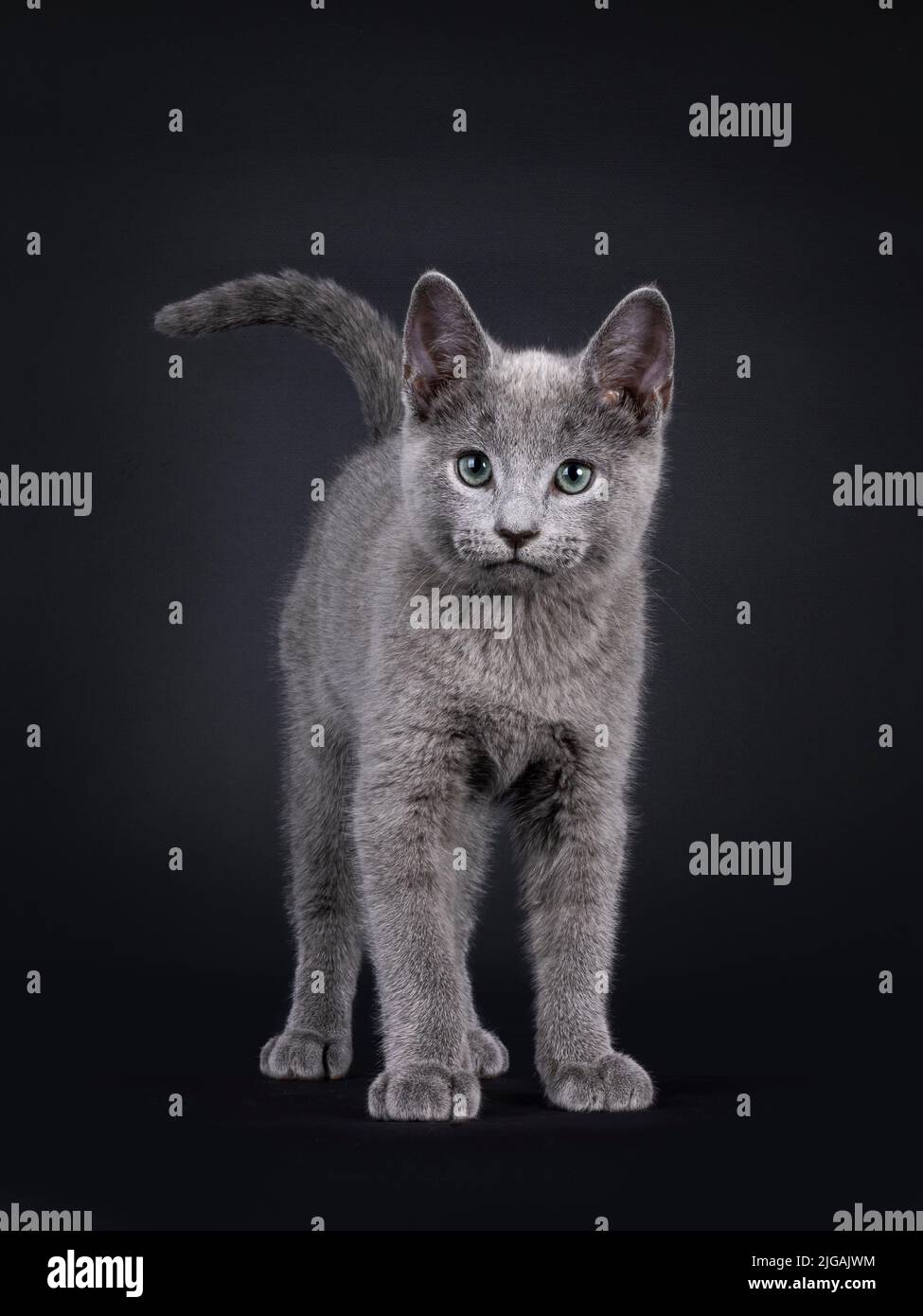 Excellent Russian Blue cat kitten, standing facing front. Tail fierce ...