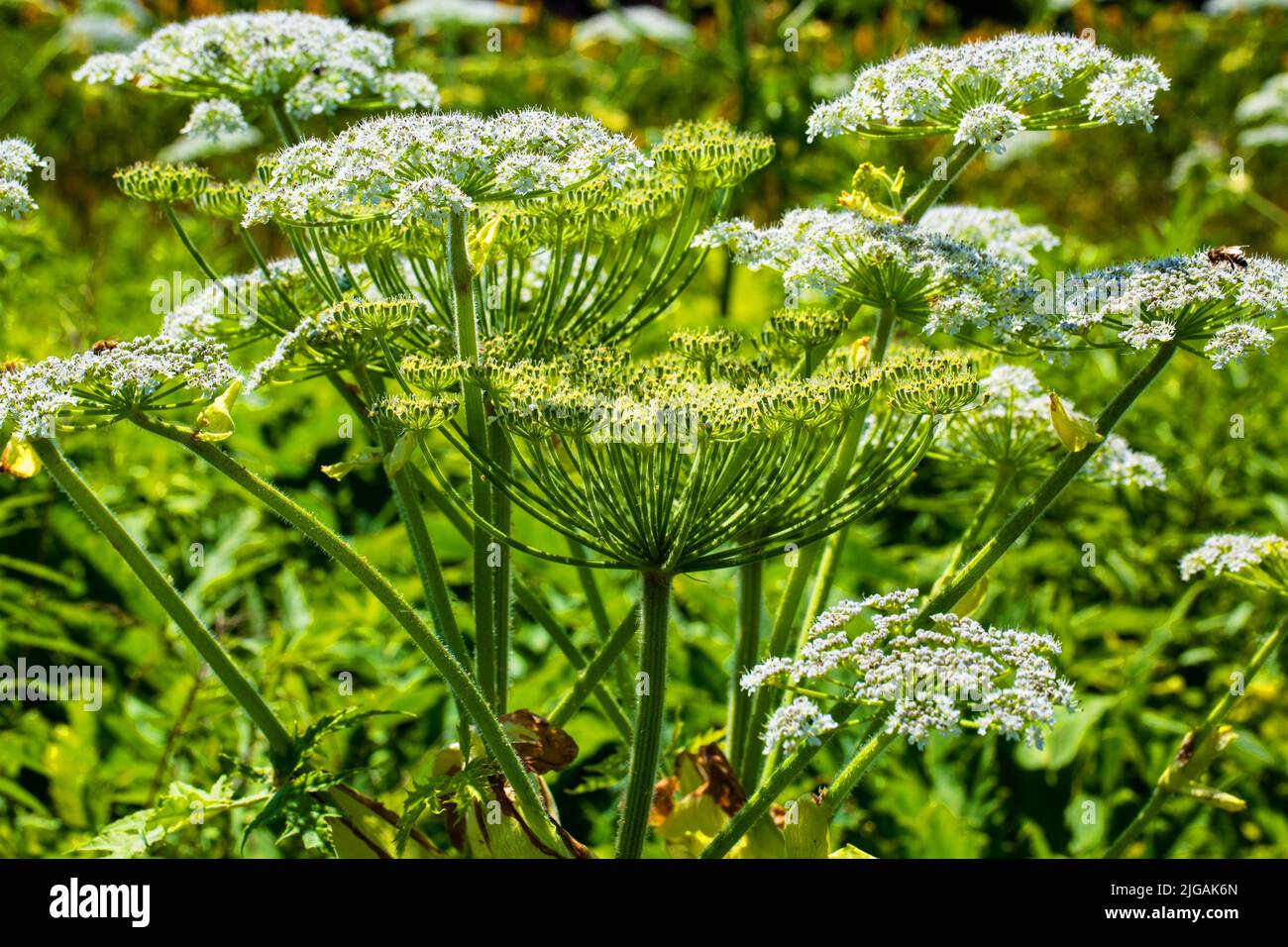 Hogweed (Heracleum sphondylium) on a wildflower meadow for bees Stock ...