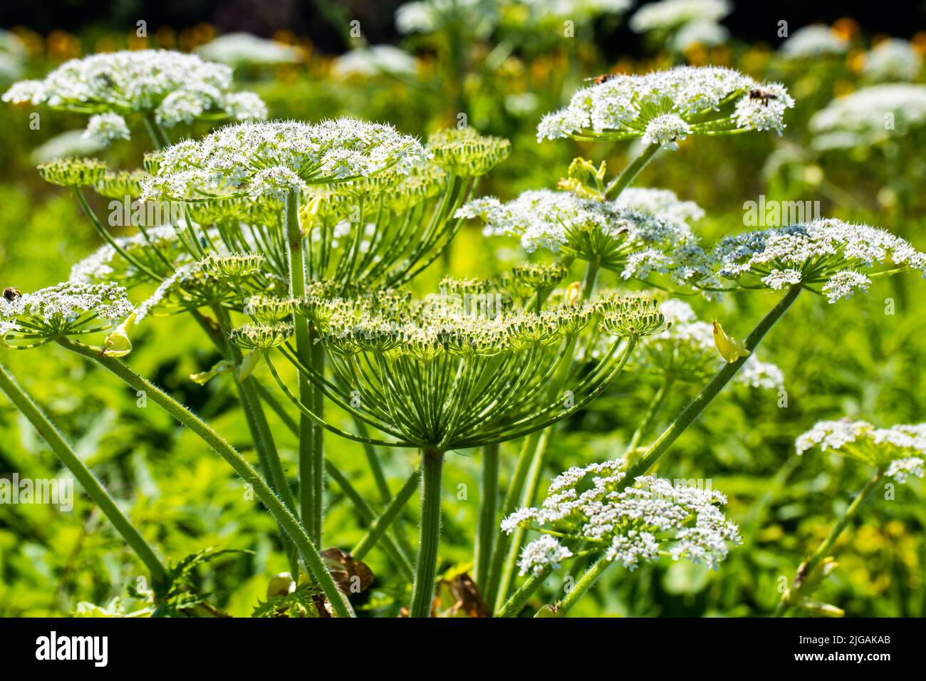 Hogweed (Heracleum sphondylium) on a wildflower meadow for bees Stock ...